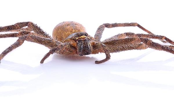 Identify And Get Rid Of Brown Recluse Spiders In And Around Your