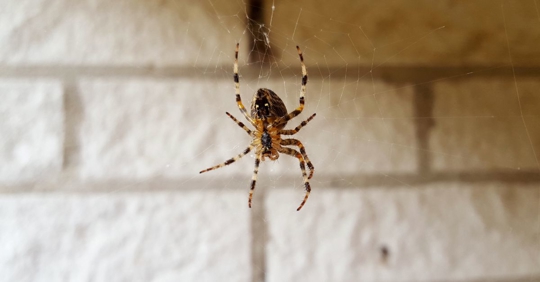 Spider Control 101: Signs You Are Dealing with an Infestation & How to ...