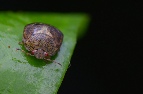 What You Should Know About Kudzu Bugs in Texas