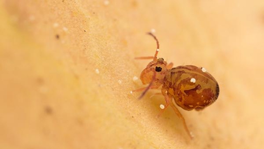 How Do I Get Rid Of Springtails In My Houston Home For Good?