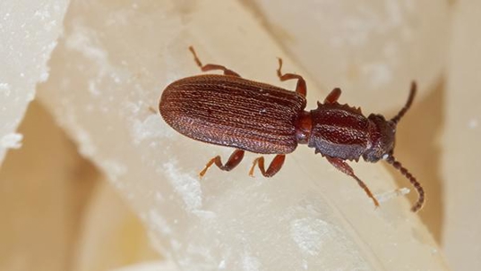 How Do I Get Rid Of Grain Beetles In My House In The Woodlands?