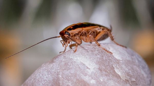 Blog - Katy's Complete Guide To Effective German Cockroach Control