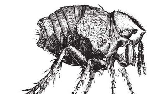 Houston's Guide To Complete And Effective Chigger Control