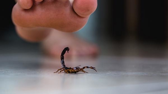 Blog - How To Keep Scorpions Away From Your Plano Yard