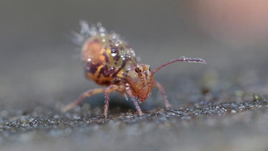 How To Identify And Get Rid Of Springtails In Your Plano Home