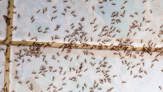 Blog - The Ins And Outs Of Ant Control In Plano