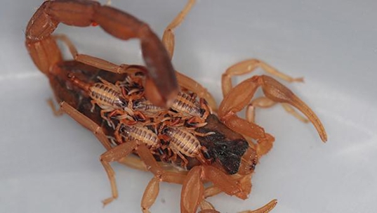 How Dangerous Is It To Have Scorpions In My Dallas Yard?