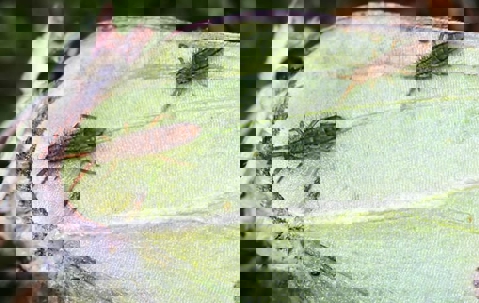 What Every Fort Worth Homeowner Should Know About Effective Springtail ...