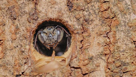 A Complete Guide To Carpenter Bee Control In The Woodlands