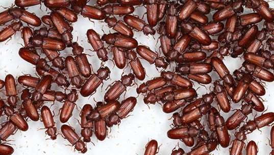 Pest Spotlight: What To Do About Confused Flour Beetles In Fort Worth