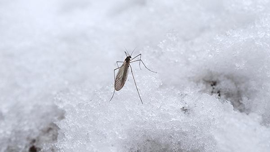 Blog - What Happens To Houston’s Mosquitoes In The Winter?
