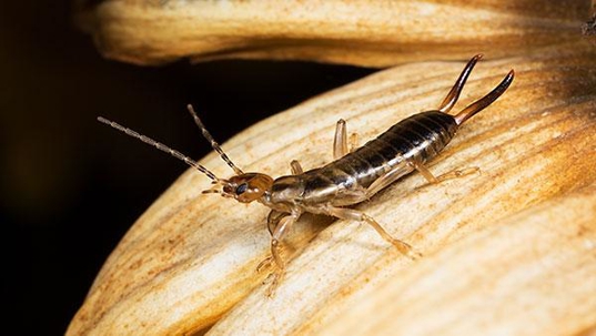 Having A Hard Time Dealing With Earwigs Inside Your Frisco Home?