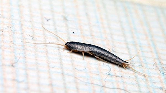 How To Keep Silverfish In Plano From Entering Your Home