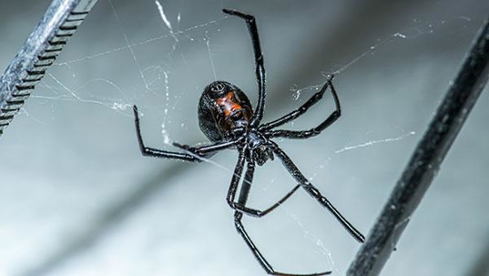 Houston’s Guide To Safe And Effective Black Widow Spider Control