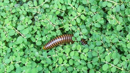 Blog - Should You Get Rid Of The Millipedes In Your Houston Garden?