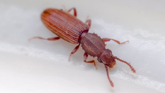 What To Do About Grain Beetles In Your Dallas Home