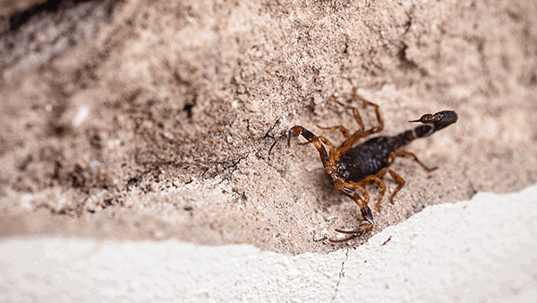 Blog - How Dangerous Are Striped Bark Scorpions In Houston, TX?