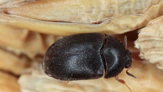 How Carpet Beetle Infestations Can Start In Your Fort Worth Home