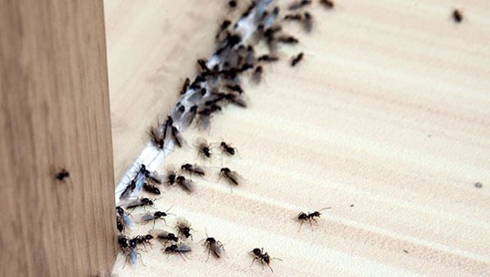 The Easiest Way To Keep Ants In Houston Out Of Your Home