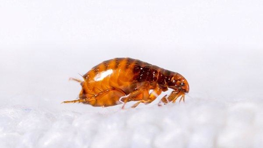 Blog - All The Ways Fleas Get Into Houston Homes