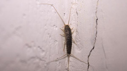 Blog - All The Ways Silverfish Get Into Fort Worth Homes
