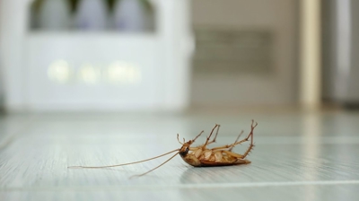 Pest Control in Dallas & Houston, TX | All-Safe Pest & Termite