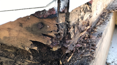 Pest Control in Dallas & Houston, TX | All-Safe Pest & Termite