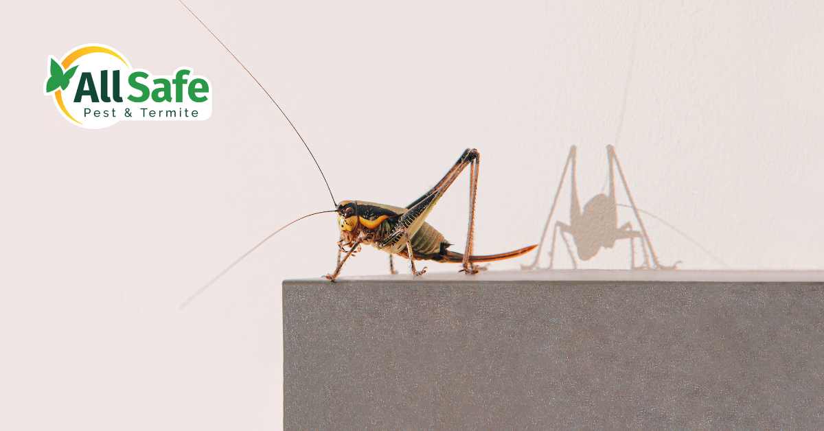 The Hidden Pest Problem in Your Crawl Space: Crickets and What Attracts ...
