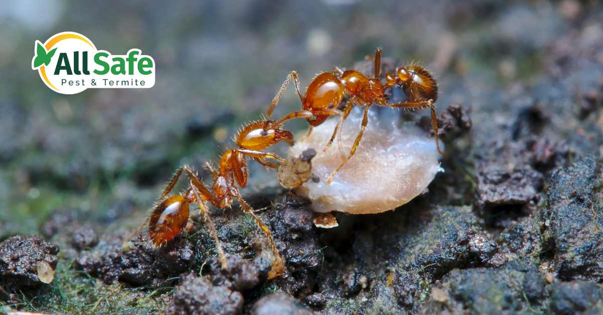 Fire Ants and Kids: Protecting Your Yard From Summer's Most Aggressive ...