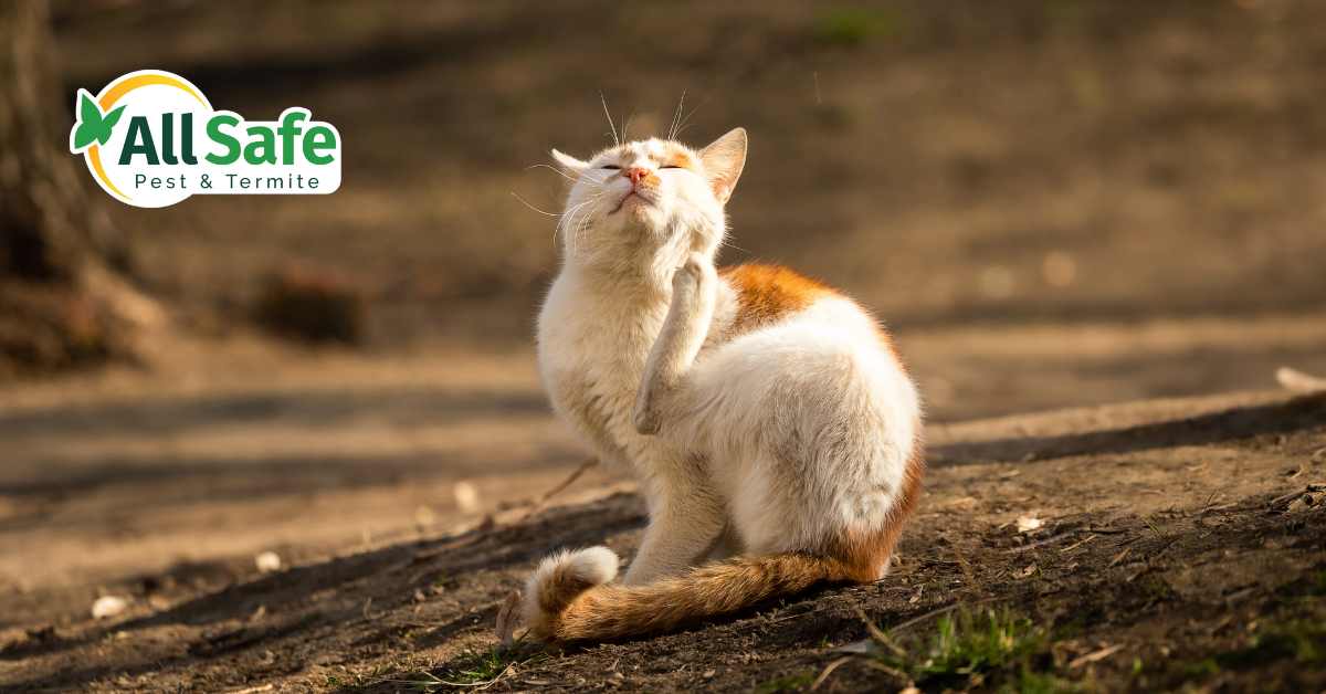 How Fleas and Ticks Thrive in Texas Heat and What You Can Do About It