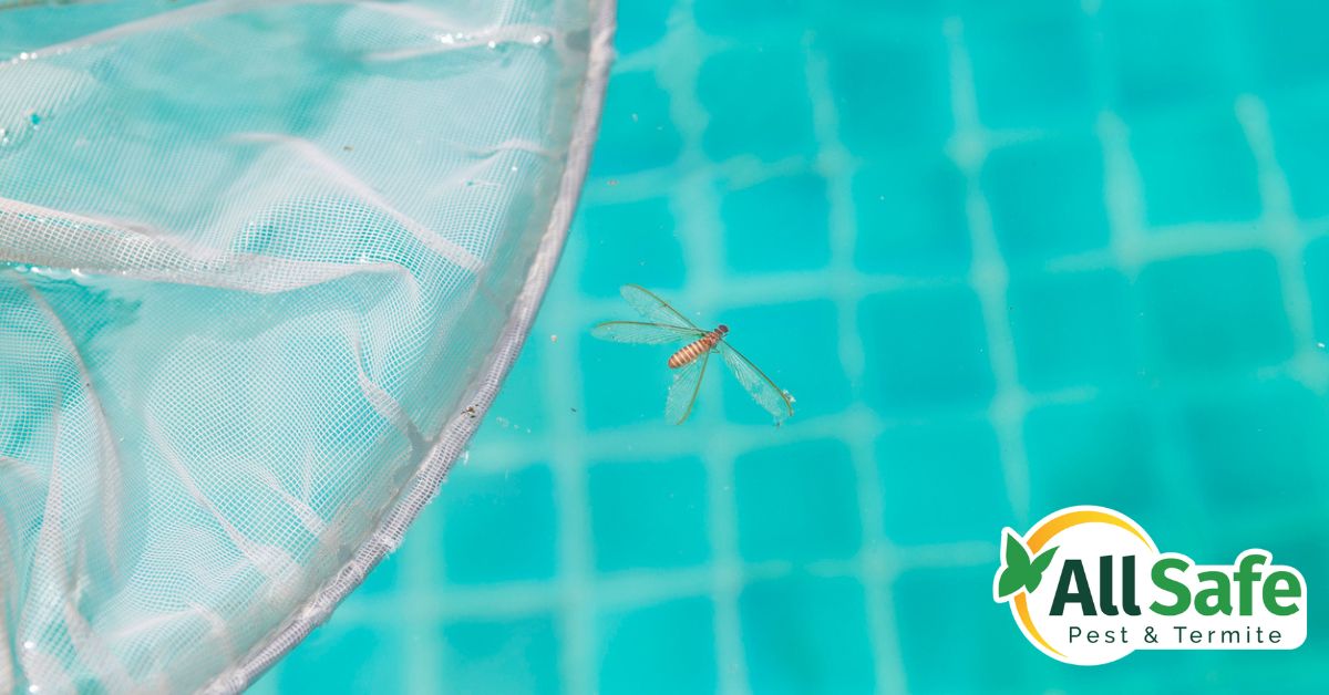 How to Keep Pests Out of Your Texas Pool Area This Summer