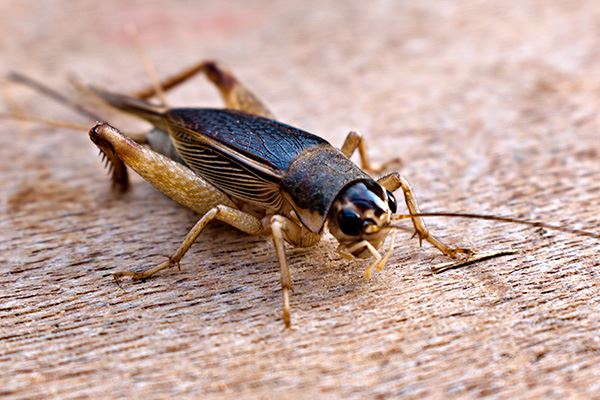 Let's Talk About The Pesky Crickets In Katy