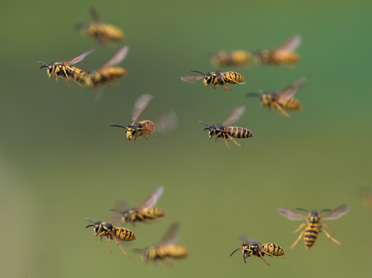 Dealing with Aggressive Wasps and Hornets: What Every Texan Should Know