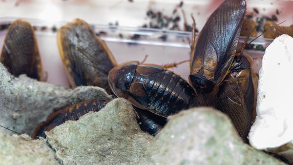 Blog - Plano Homeowners' Complete Guide To Effective Cockroach Control