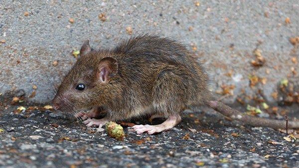 Blog - Everything You Need To Know For Total Rodent Control In Your ...