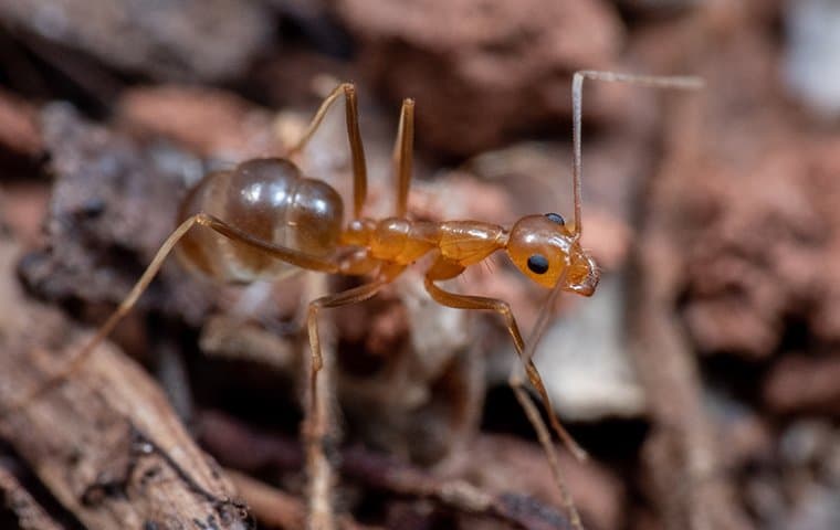Mastering Ant Management: Top Prevention And Control Strategies For ...