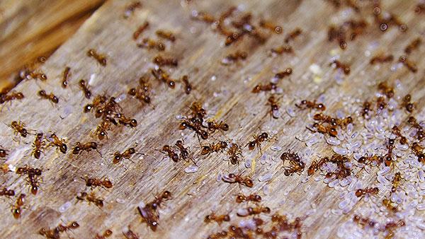 Easy Ways To Naturally Repel Ants In Houston