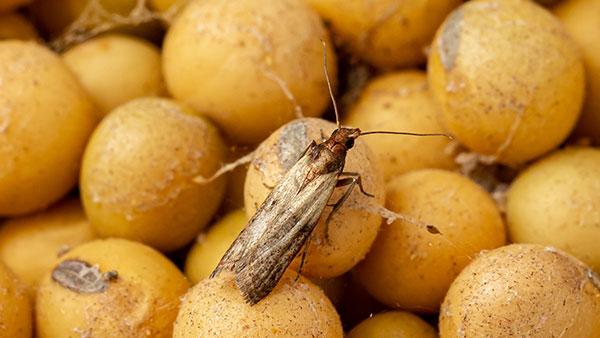 Indian Meal Moth Infestations Can Be Tricky To Navigate In Sugar Land