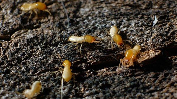 Blog - The Best Termite Protection For Houston, TX Properties
