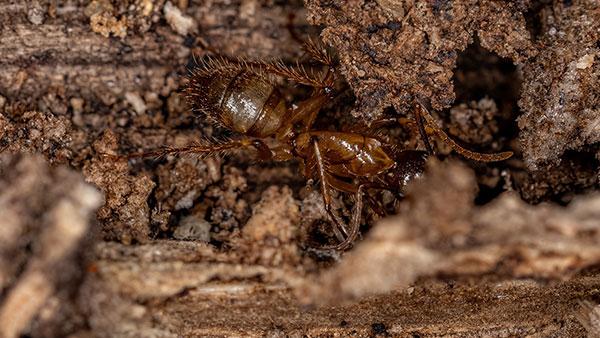 Problems An Untreated Carpenter Ant Infestation Can Cause In Houston