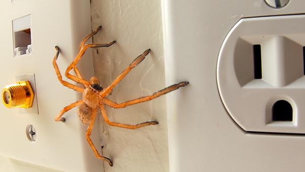 How To Keep The Exterior Of Your Home In The Woodlands Spider-Free!
