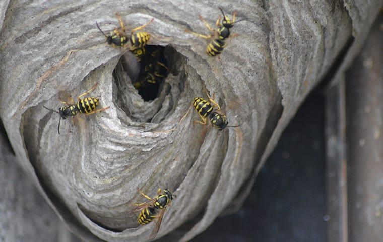 Blog - How Dangerous Are Yellow Jackets In The Woodlands?