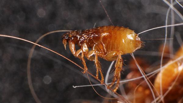 The Best Way To Keep Fleas In Plano Out Of Your Home
