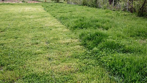 A Guide To Complete And Effective Tick Control For Your Frisco Yard