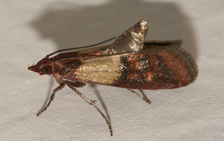 Conquering Pantry Pests: Tips And Techniques For A Bug-Free Kitchen In ...