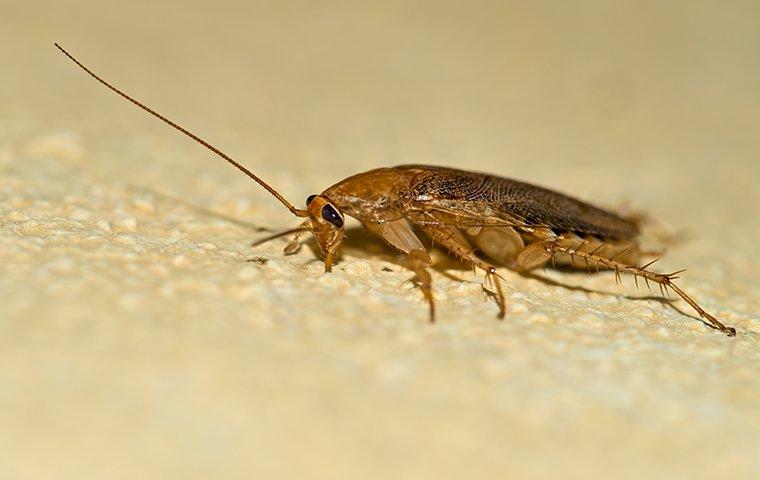 Blog - How Do I Get Rid Of Roaches In My Houston Home?