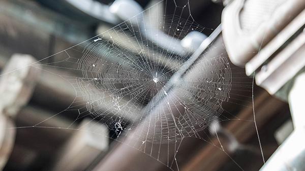 Blog - Six Easy And Effective Spider Prevention Tips For Frisco Homes