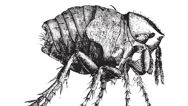 Houston's Guide To Complete And Effective Chigger Control