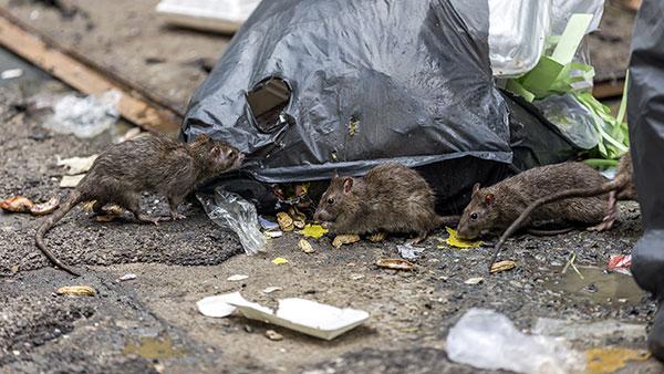 How To Get Rid Of Rats In Houston And Prevent Them In The Future