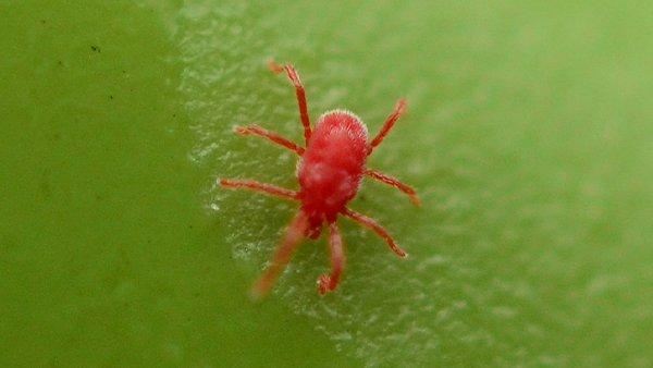 Blog - How To Get Rid Of Chiggers In Your Houston Home